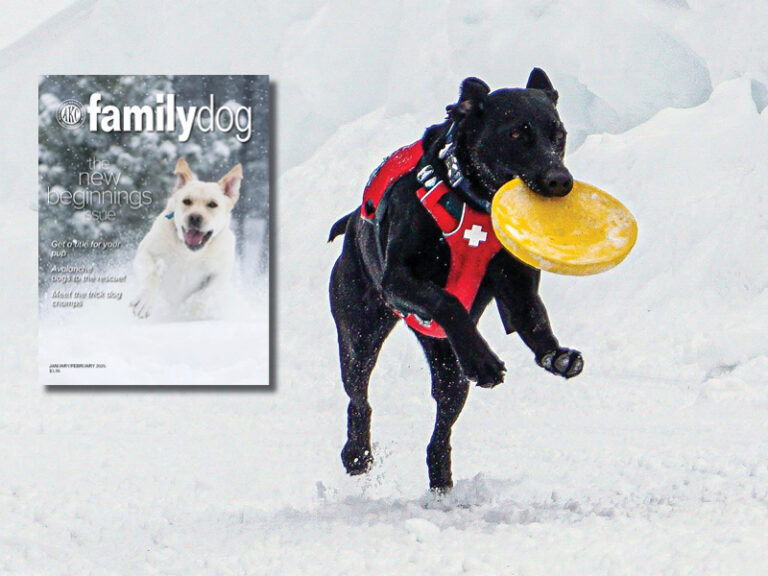 Family Dog – American Kennel Club