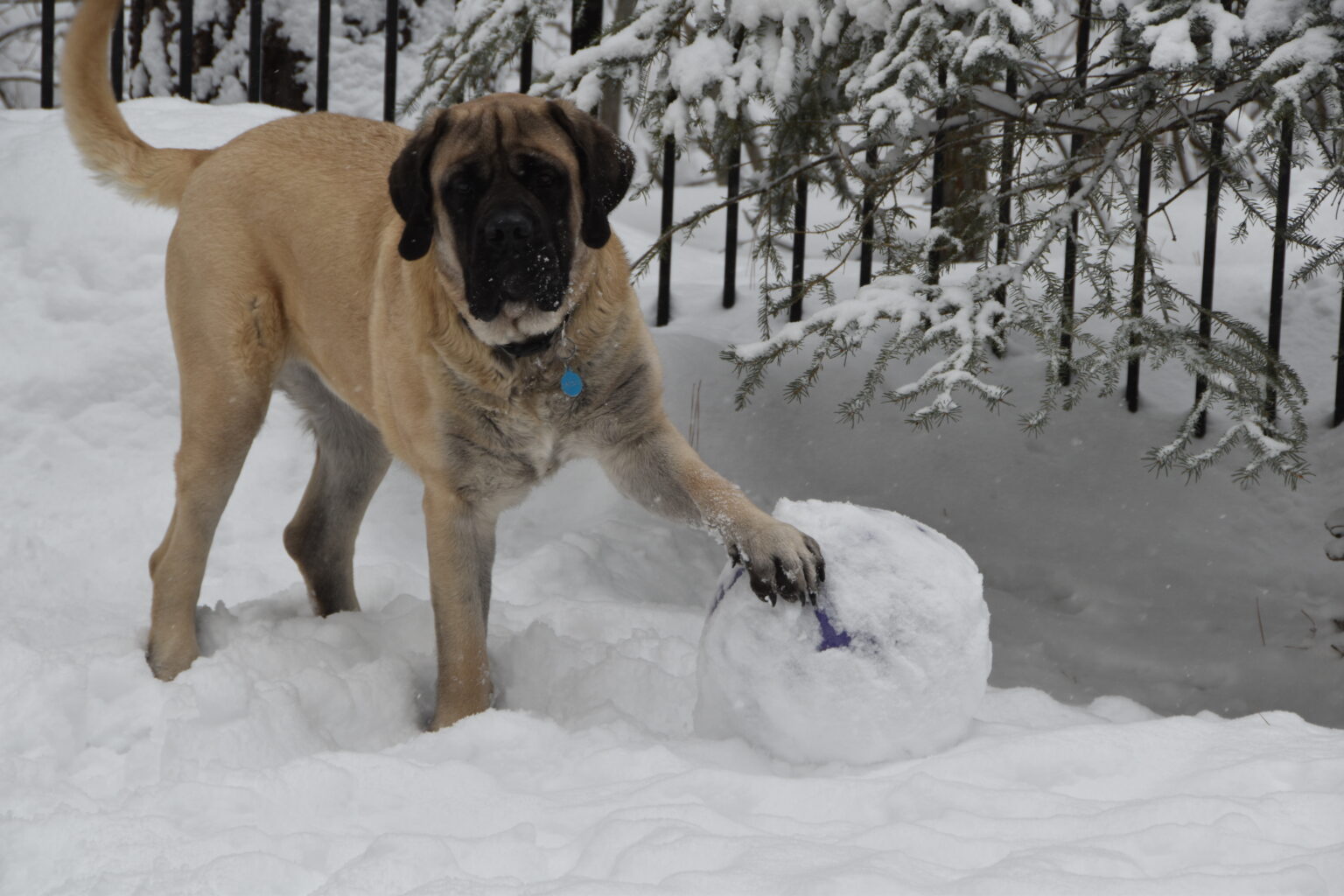 New Years Resolutions for Breeders – From the Dog’s Point of View ...