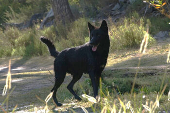Dog Breeds - Types Of Dogs - American Kennel Club