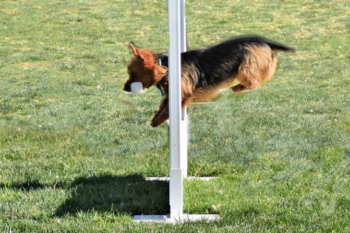 From 'Mamie' to 'Tino:' Kreg Hill's Sports Journey With Australian Terriers