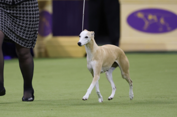 Is the Whippet the Right Dog Breed for Your Lifestyle?