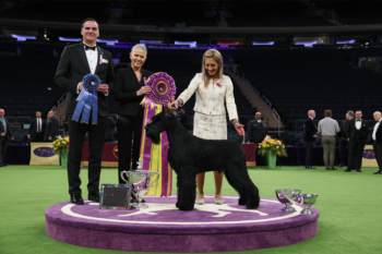 Westminster Best in Show Winners Through the Years