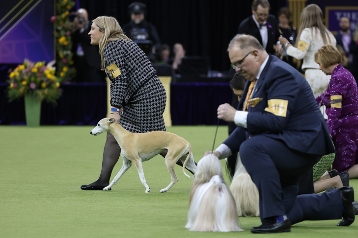 Dog Shows: Conformation & Breed Competiton Events