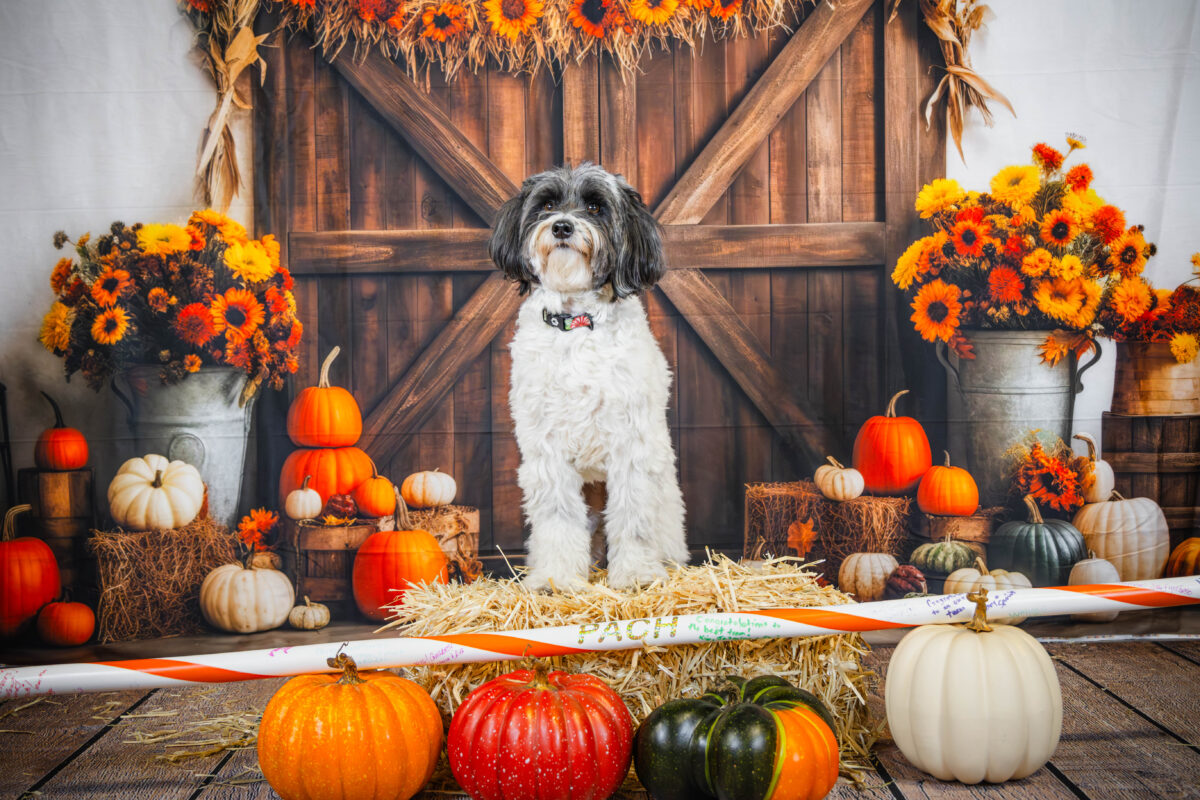 Competition/Titles Update Winter 2025 – American Kennel Club