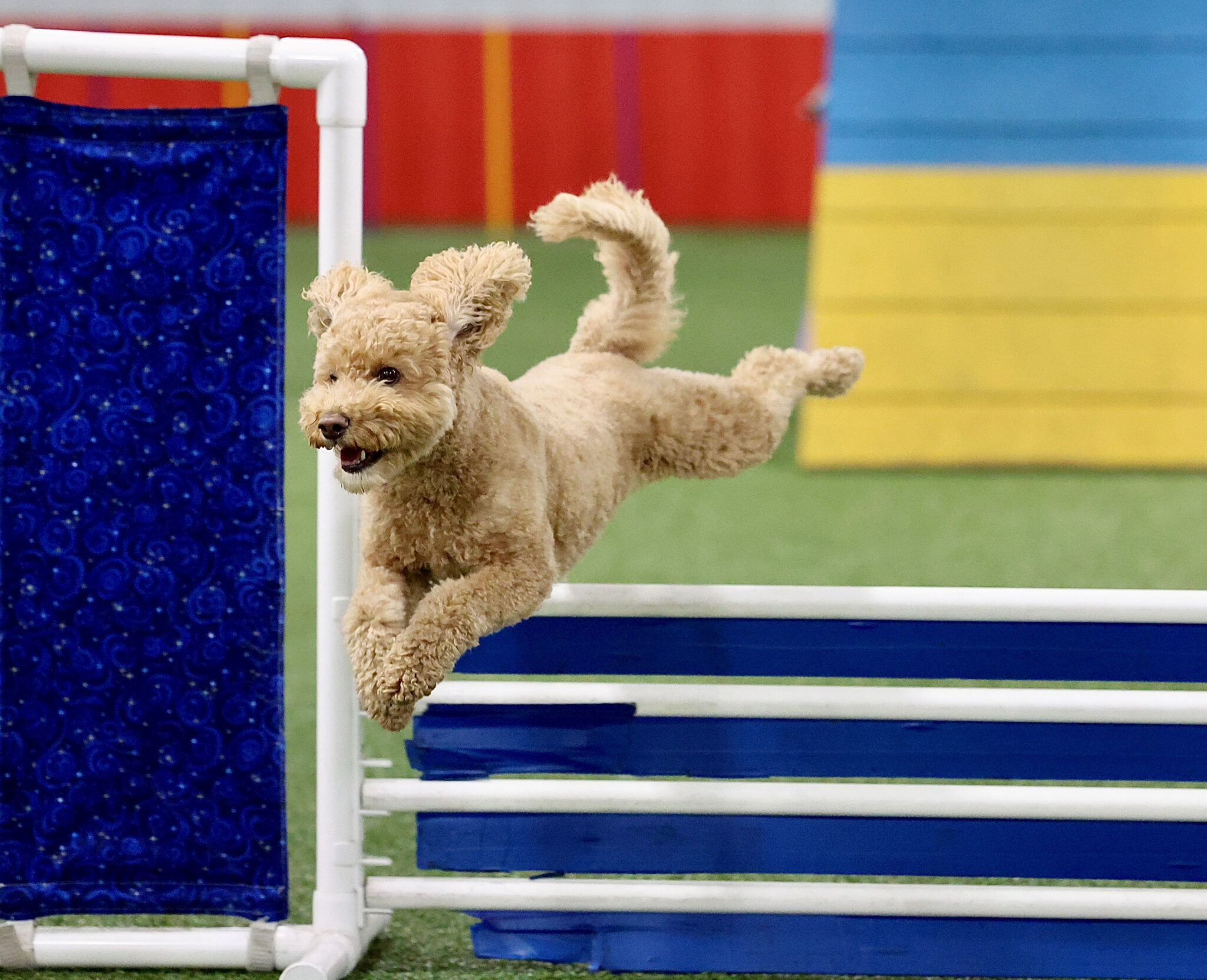 Competition/Titles Update Winter 2025 – American Kennel Club