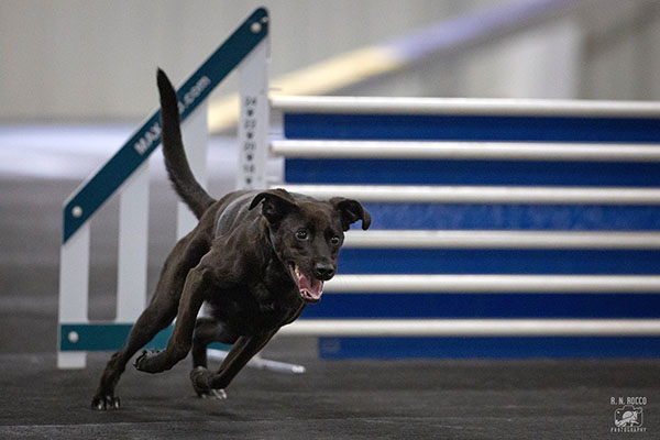 Competition/Titles Update Winter 2025 – American Kennel Club