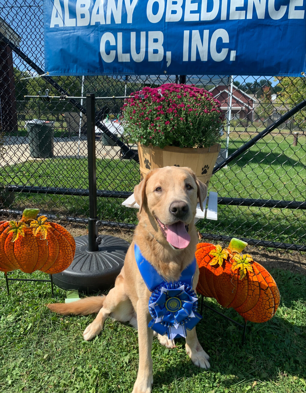 Competition/Titles Update Winter 2025 – American Kennel Club