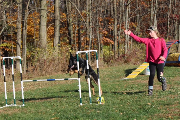 Junior Handler Succeeding with her German Shepherd in League & 4H ...