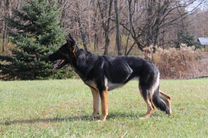 Junior Handler Succeeding with her German Shepherd in League & 4H ...