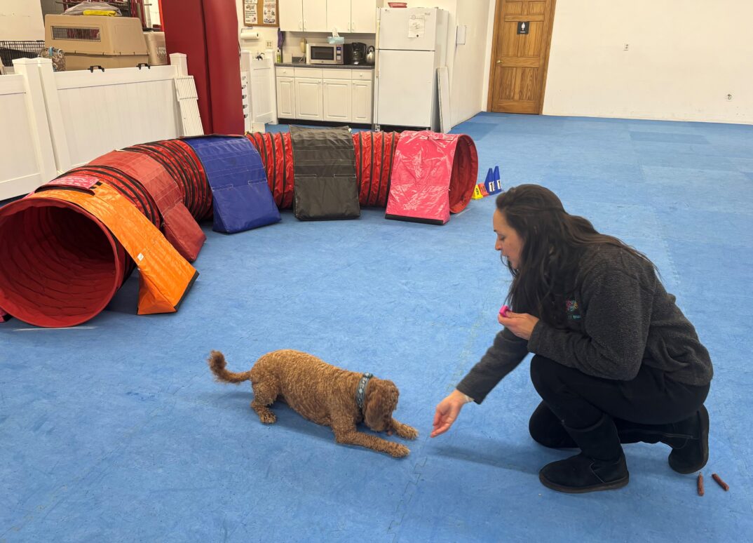 Training Tip: Get a Start Line Stay that Works – American Kennel Club