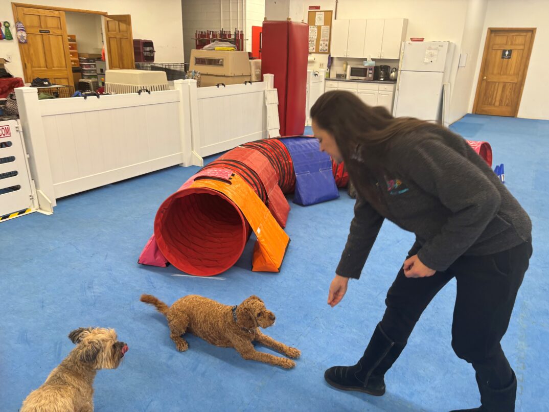 Training Tip: Get a Start Line Stay that Works – American Kennel Club