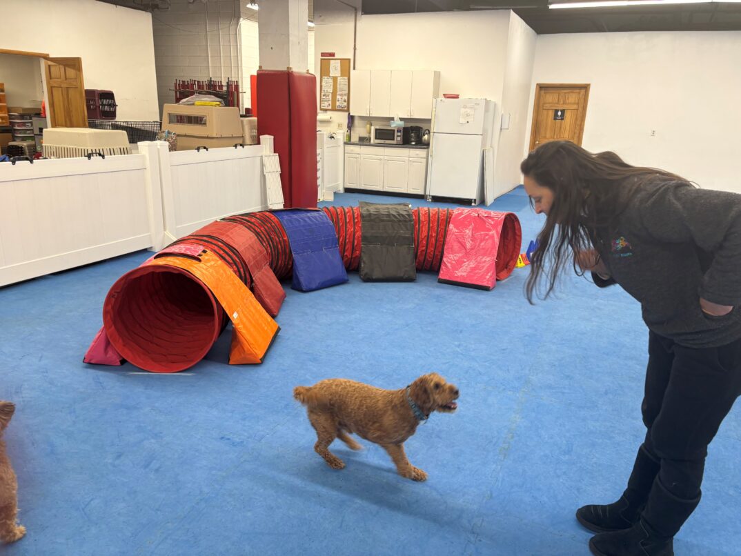 Training Tip: Get a Start Line Stay that Works – American Kennel Club