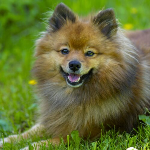 Rescue Network G Breeds – American Kennel Club