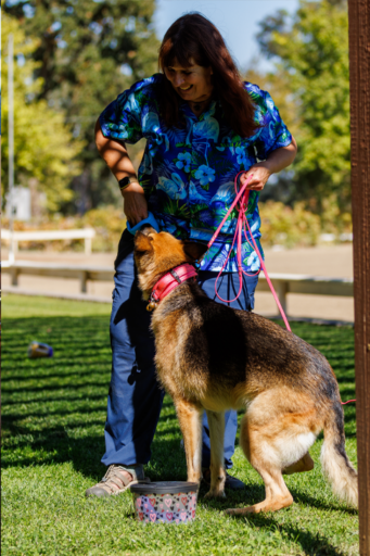 Guide Dog German Shepherd Dog 'Hope' Competes in Dog Sports