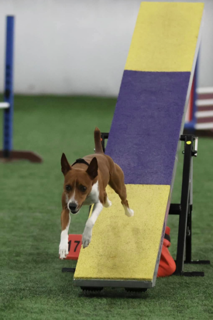 Meet AKC National Agility Championship Competitor 'Shazam!'
