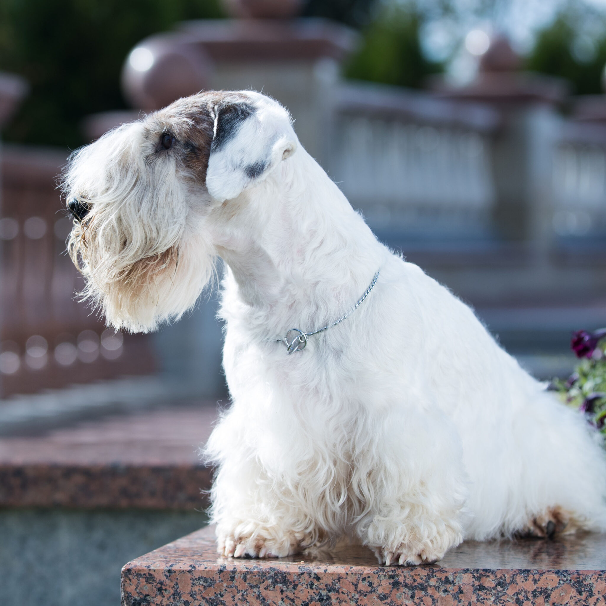 AKC Rescue Network S Breeds – American Kennel Club