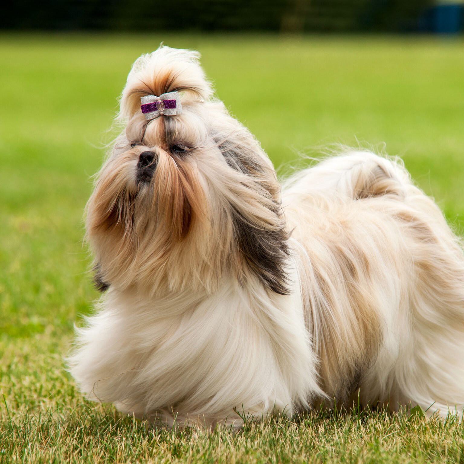 AKC Rescue Network S Breeds – American Kennel Club