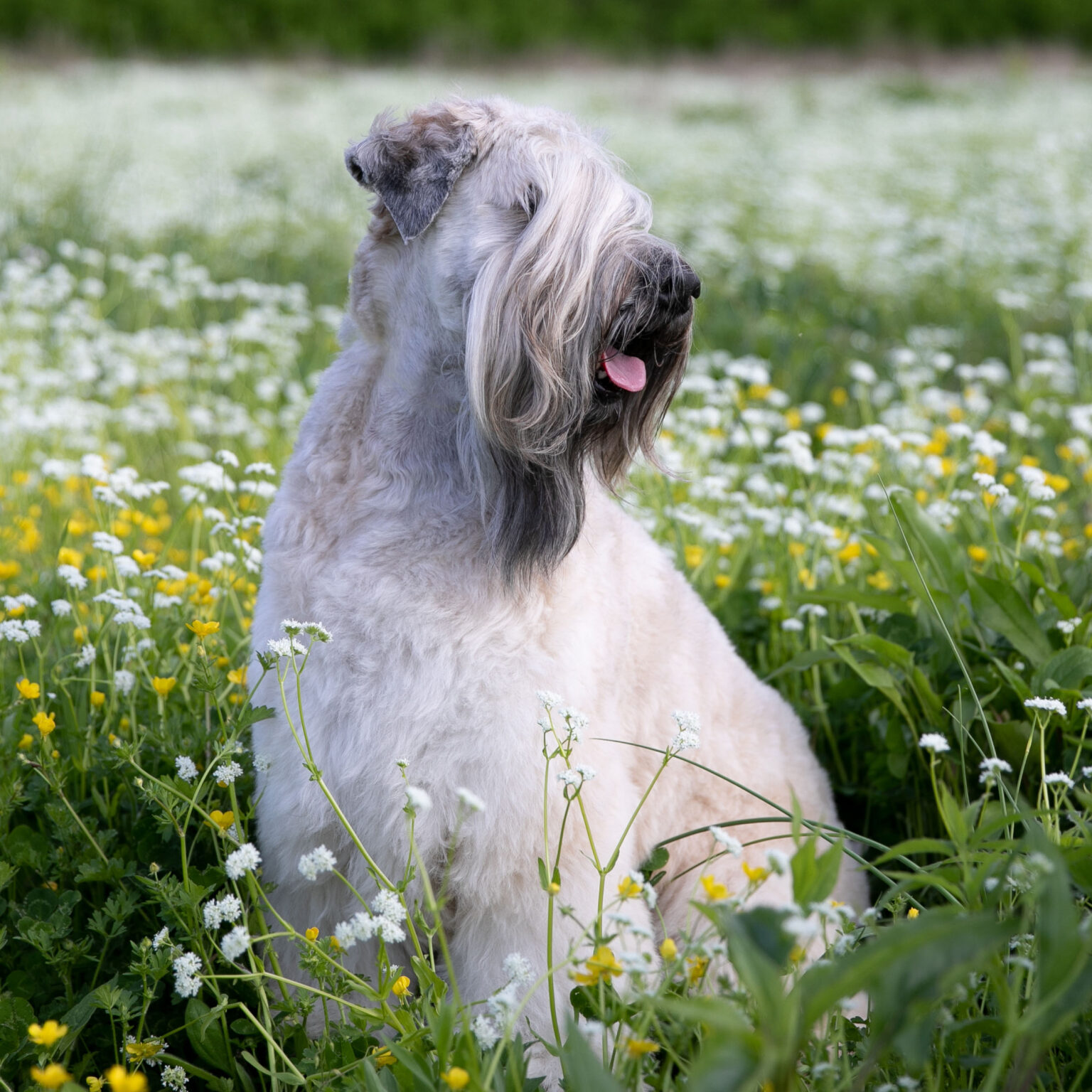 AKC Rescue Network S Breeds – American Kennel Club