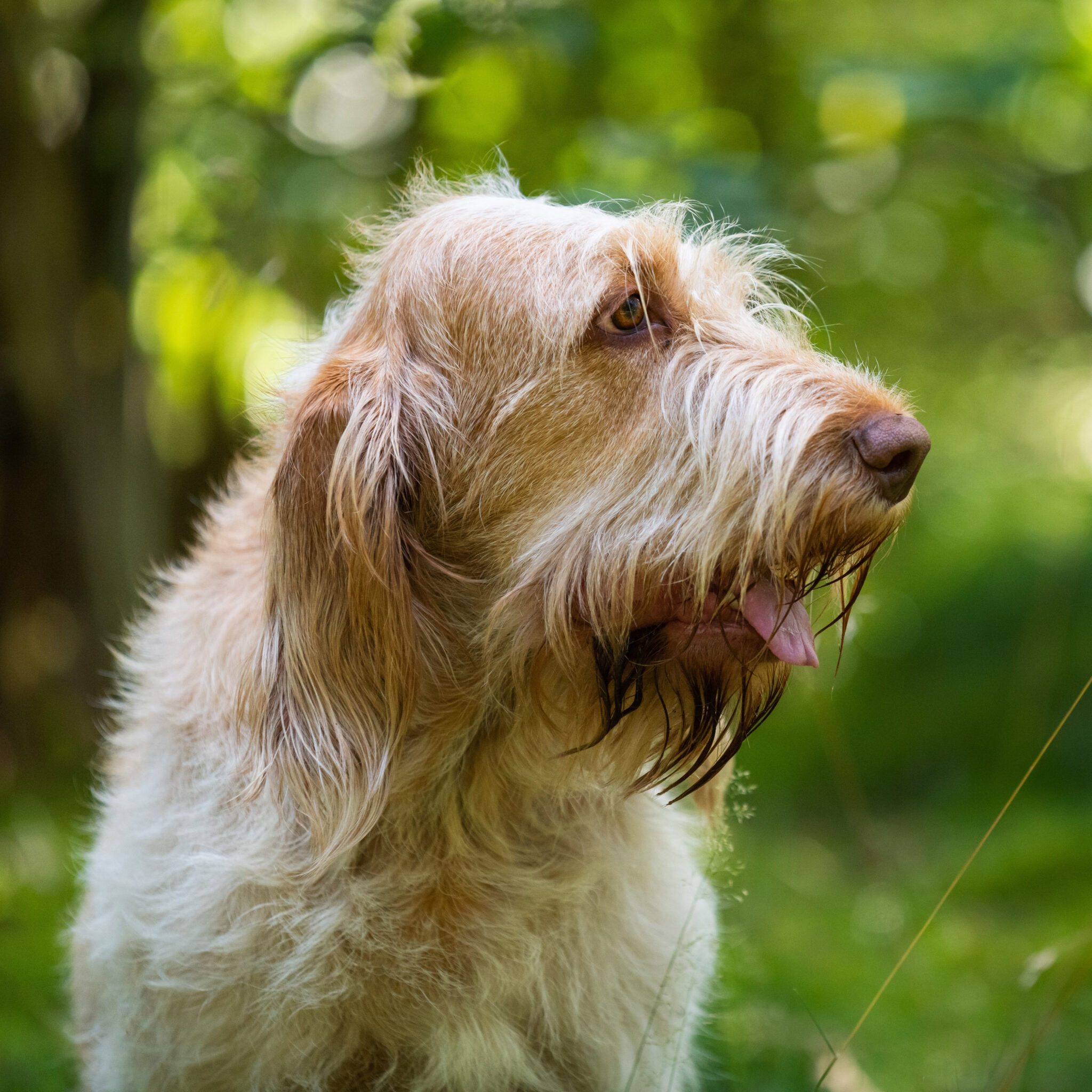 AKC Rescue Network S Breeds – American Kennel Club