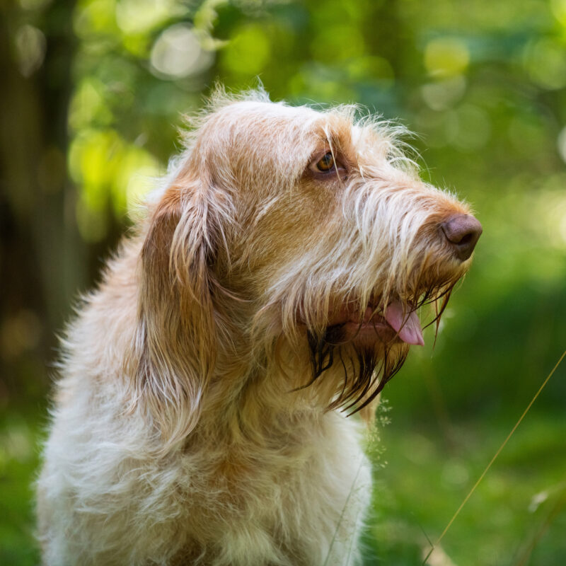 AKC Rescue Network S Breeds – American Kennel Club