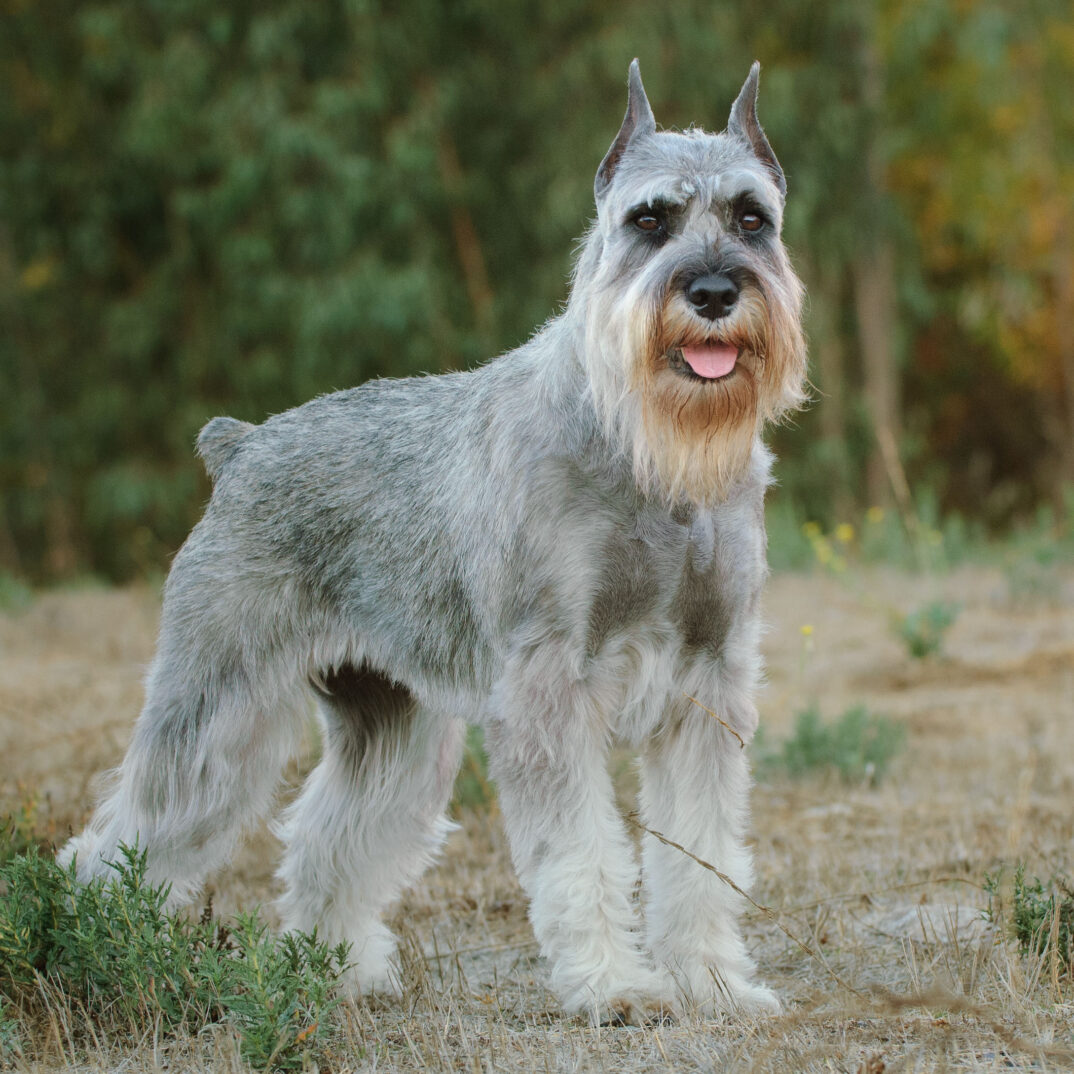 AKC Rescue Network S Breeds – American Kennel Club