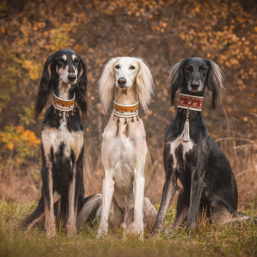 AKC Rescue Network S Breeds – American Kennel Club