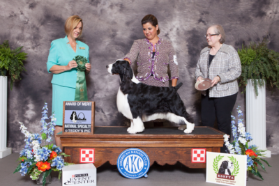Meet Ohio English Springer Spaniel Breeder, Laurie Green