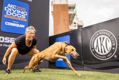 Meet 'Bobo' the Dock Diving Whippet and Symbol of Hope