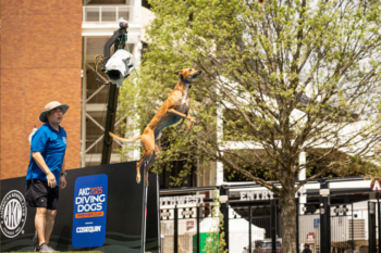 Meet 'Bobo' the Dock Diving Whippet and Symbol of Hope