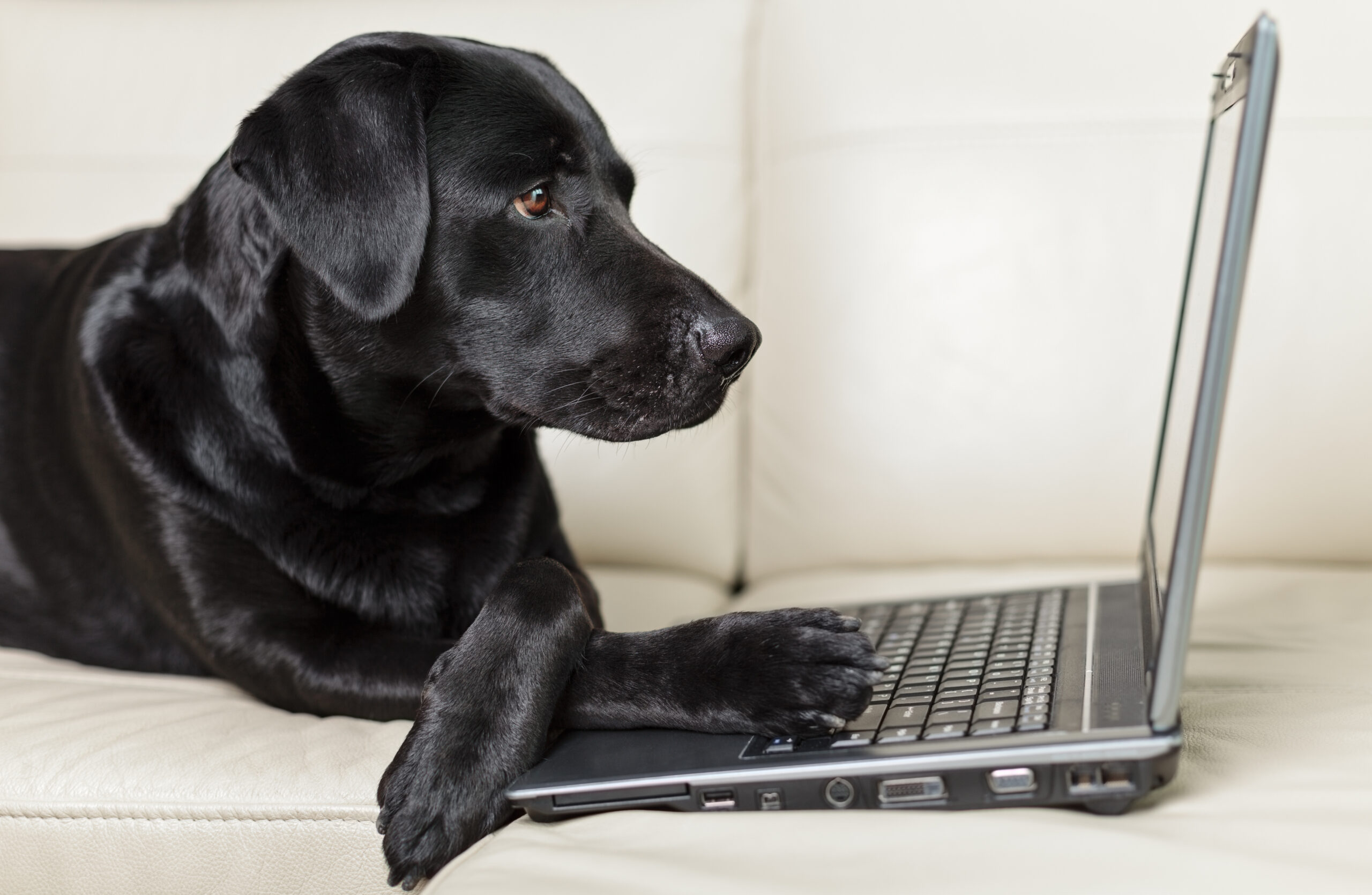 AKC Detection Dog Webinars – American Kennel Club