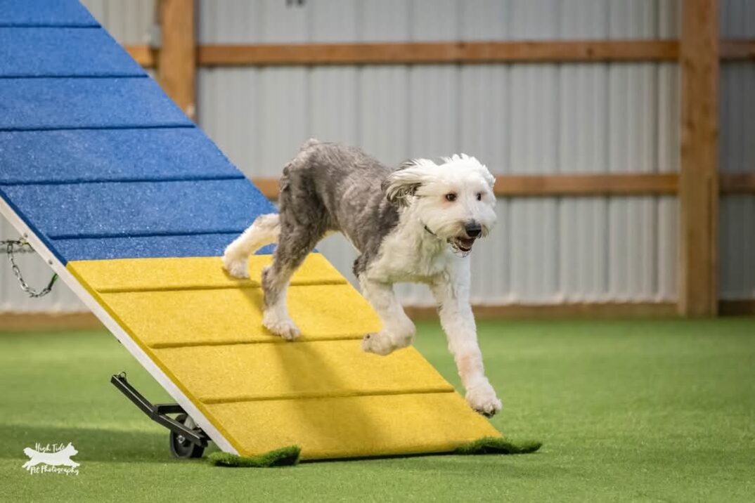 AKC Agility League Spotlight: Canine Odd Couple That Loves Agility ...