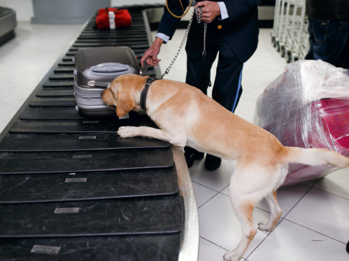 Dog Sales/Procurement – American Kennel Club