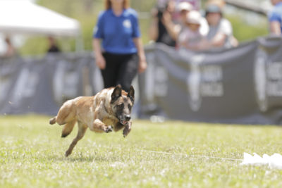 April, Paula Pelletier Compete in Fastest Dogs USA with Belgian Malinois