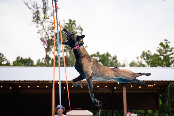 Belgian Malinois 'Maze' to Compete in 2025 Diving Dogs Challenge