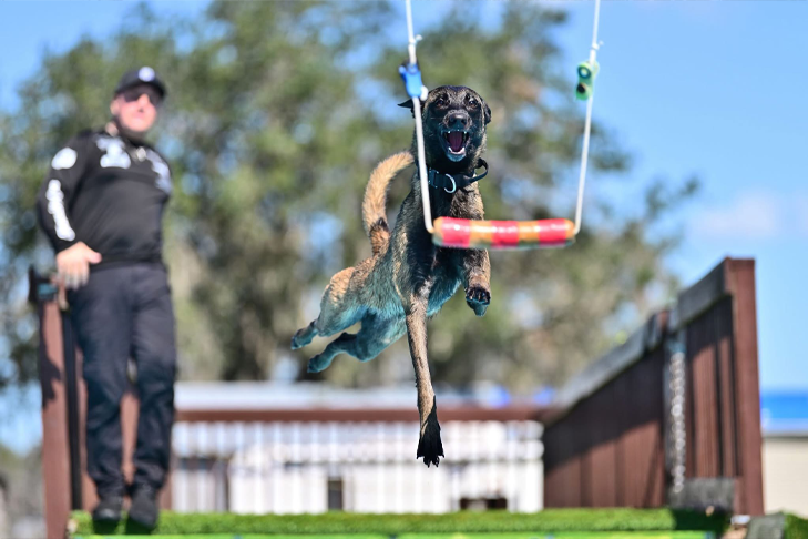 Belgian Malinois 'Maze' to Compete in 2025 Diving Dogs Challenge
