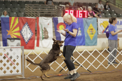Meet the Winners of the 2025 AKC Agility Premier Cup