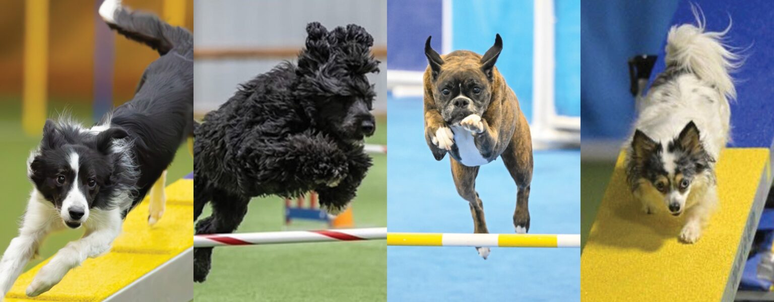 How the AKC Agility League Is Transforming Teamwork & Confidence ...