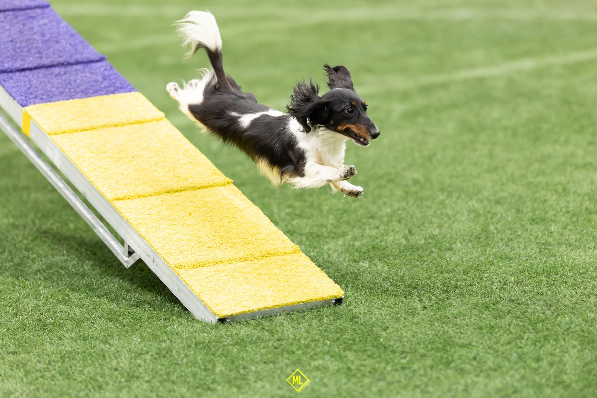 AKC Agility League Spotlight: This Doxie’s Short Legs Don’t Slow Her ...