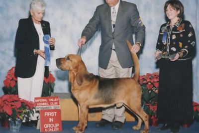 Expert Advice – American Kennel Club
