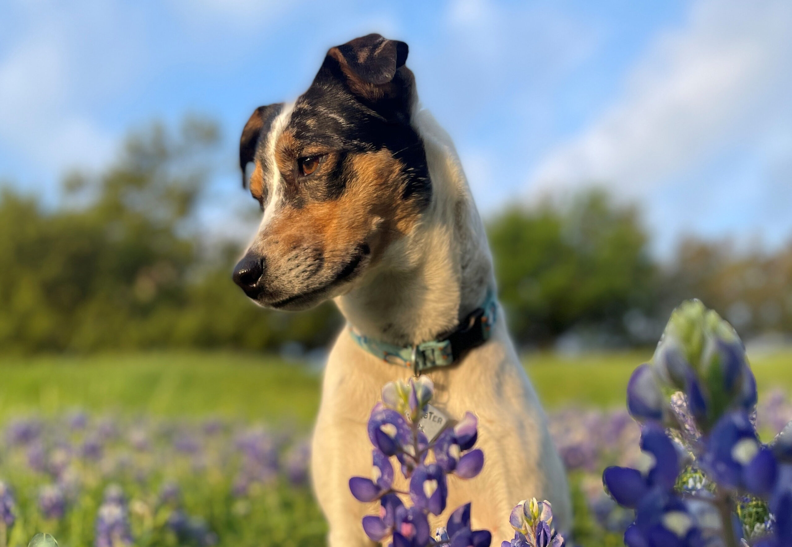 Congrats to All American Dog Semi-Finalist in the 2025 AKC National ...