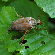 Organic Pest Control Products from Arbico