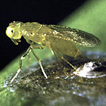 Beneficial Predators & Parasites | Biological Pest Control