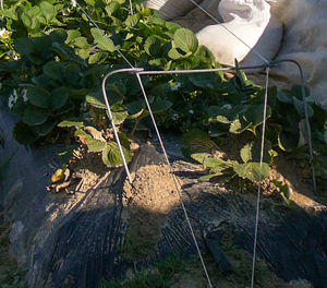 Loop Hoops | Row Cover Supports