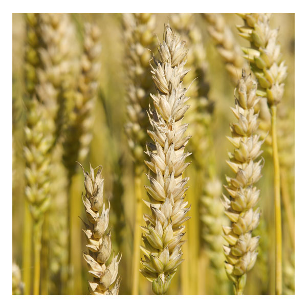 Cover Crops - Winter Wheat