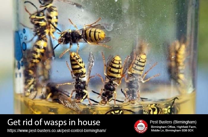 How to get rid of wasps - Plan Ahead