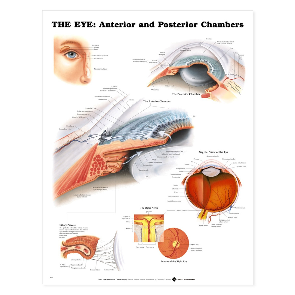 Laminated Chart - The Eye: Anterior and Posterior Chambers, Charts ...