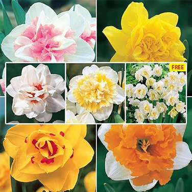 Brecks Premium Flower Bulbs: Shop Now for Iris, Day Lily, Daffodil ...