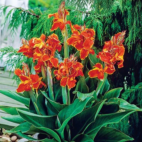 Taroudant Dwarf Canna | Breck's