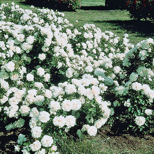 White Meidiland Groundcover Rose | Breck's