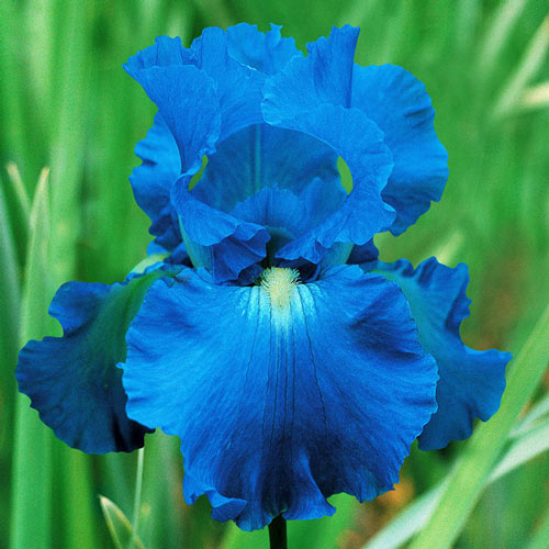 Victoria Falls Blue Tall Reblooming Breaded Iris | Breck's